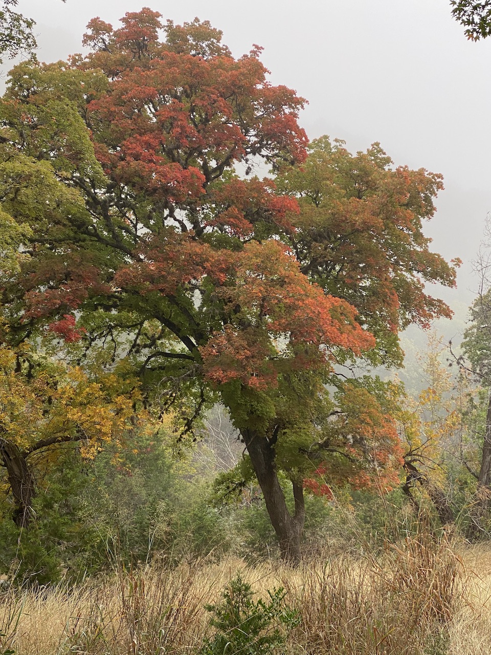 Lost Maples Nature Area: Fall Color and So Much More! - from deep in ...